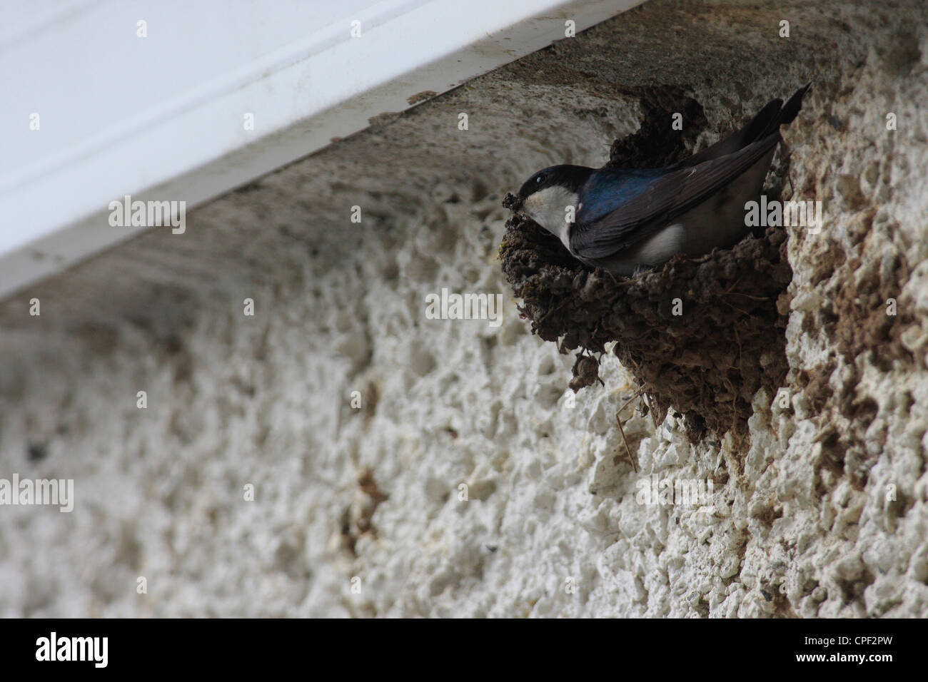 House Martin building a nest Stock Photo - Alamy