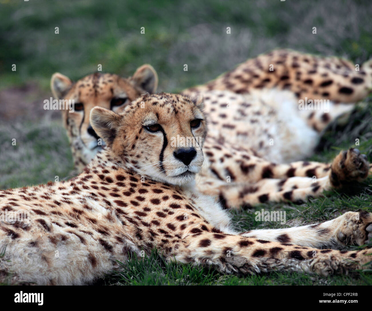 Cheetah chase prey hi-res stock photography and images - Alamy