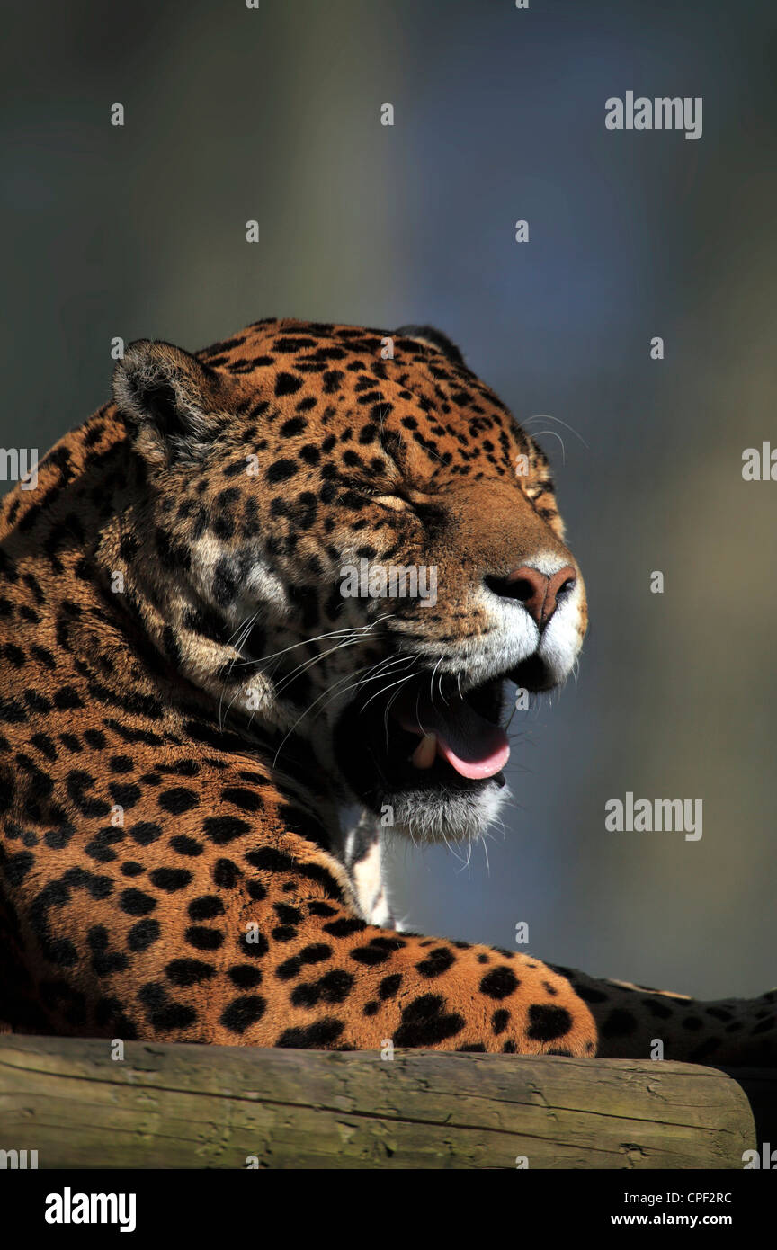 Jaguar in a zoo hi-res stock photography and images - Alamy