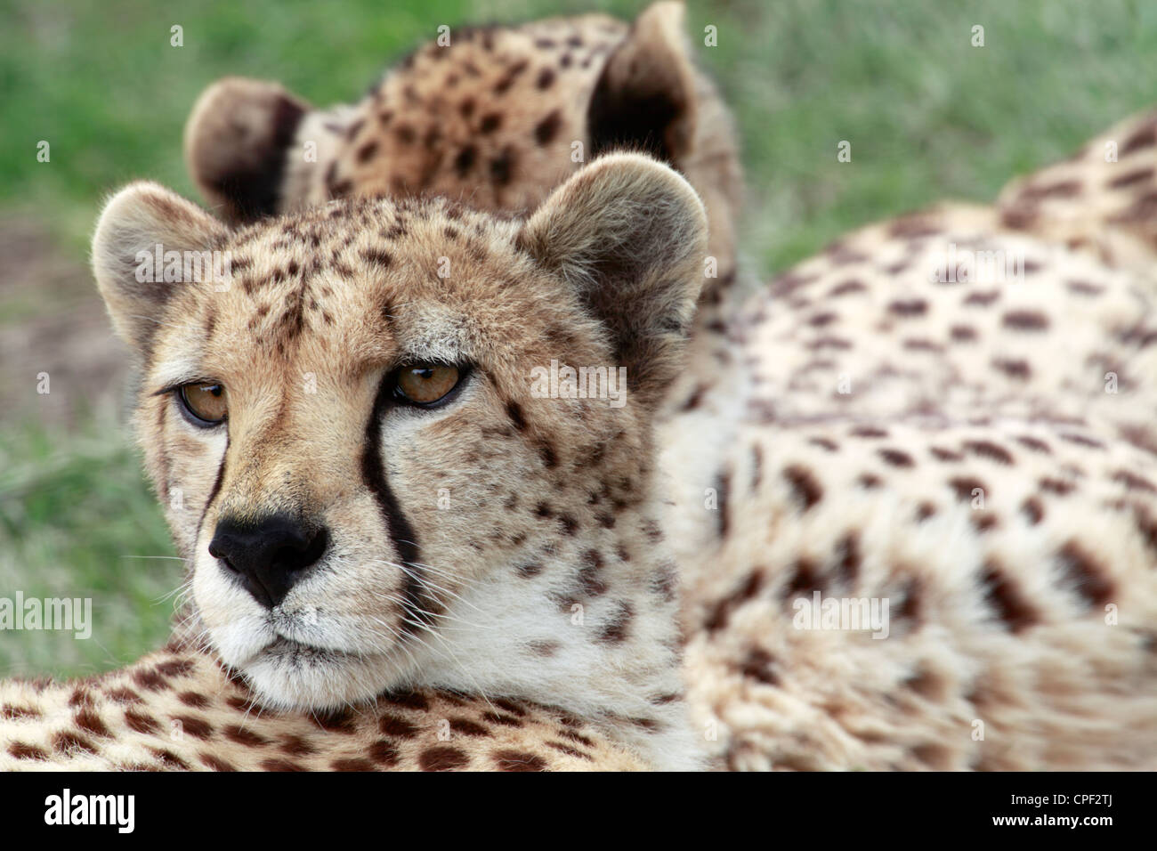 Cheetah love hi-res stock photography and images - Alamy