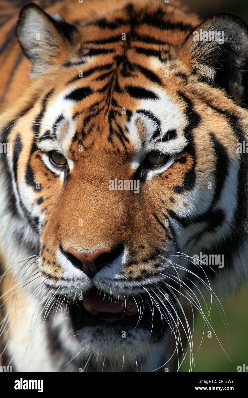 Tiger leap hi-res stock photography and images - Alamy