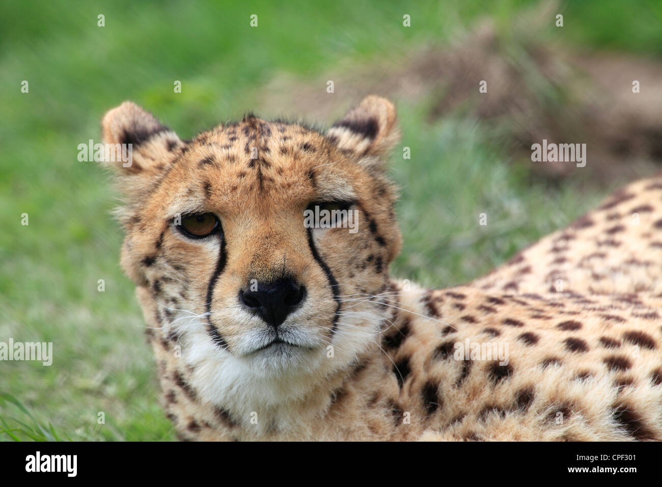 Fast feline hi-res stock photography and images - Alamy