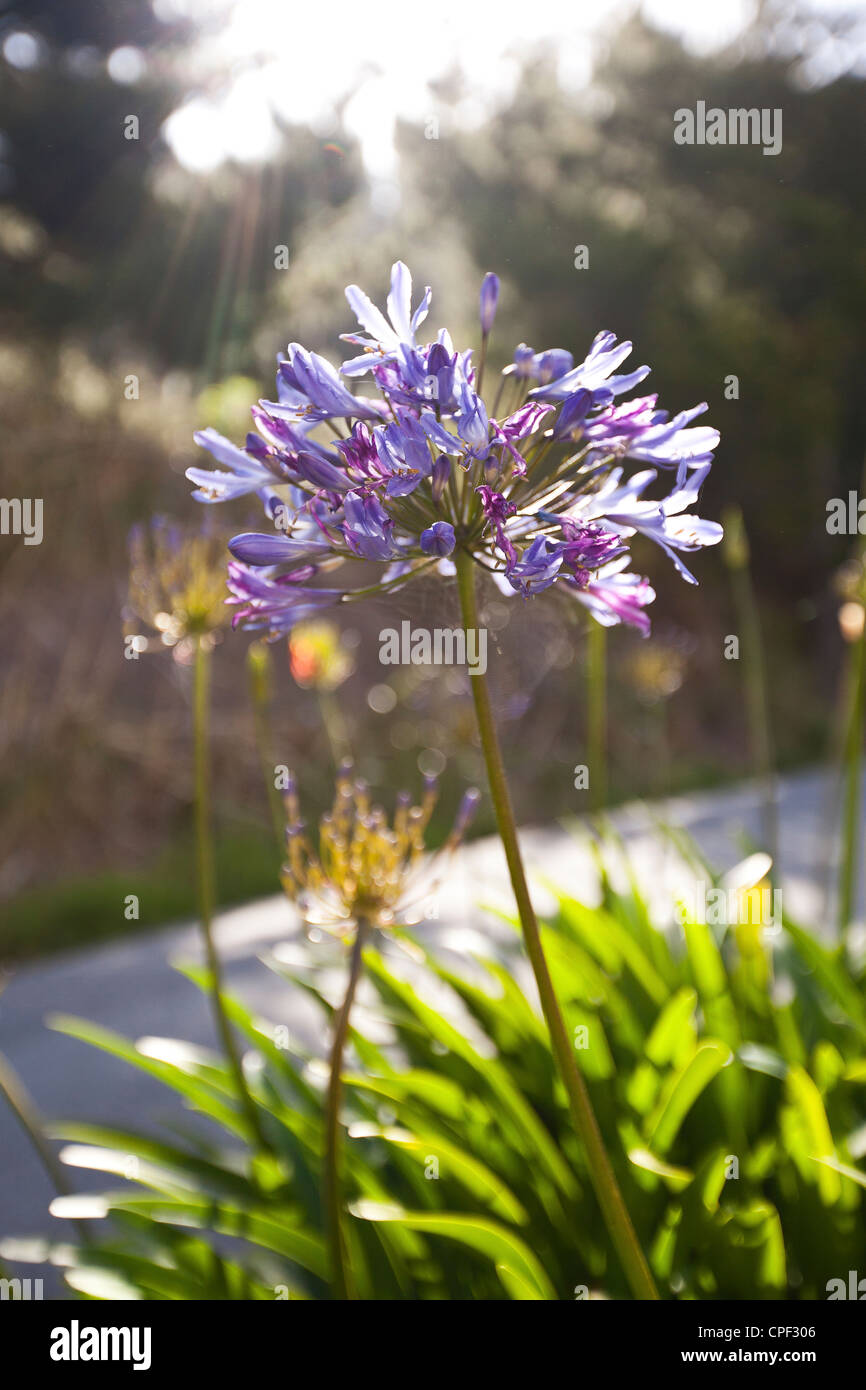 African lily hi-res stock photography and images - Alamy