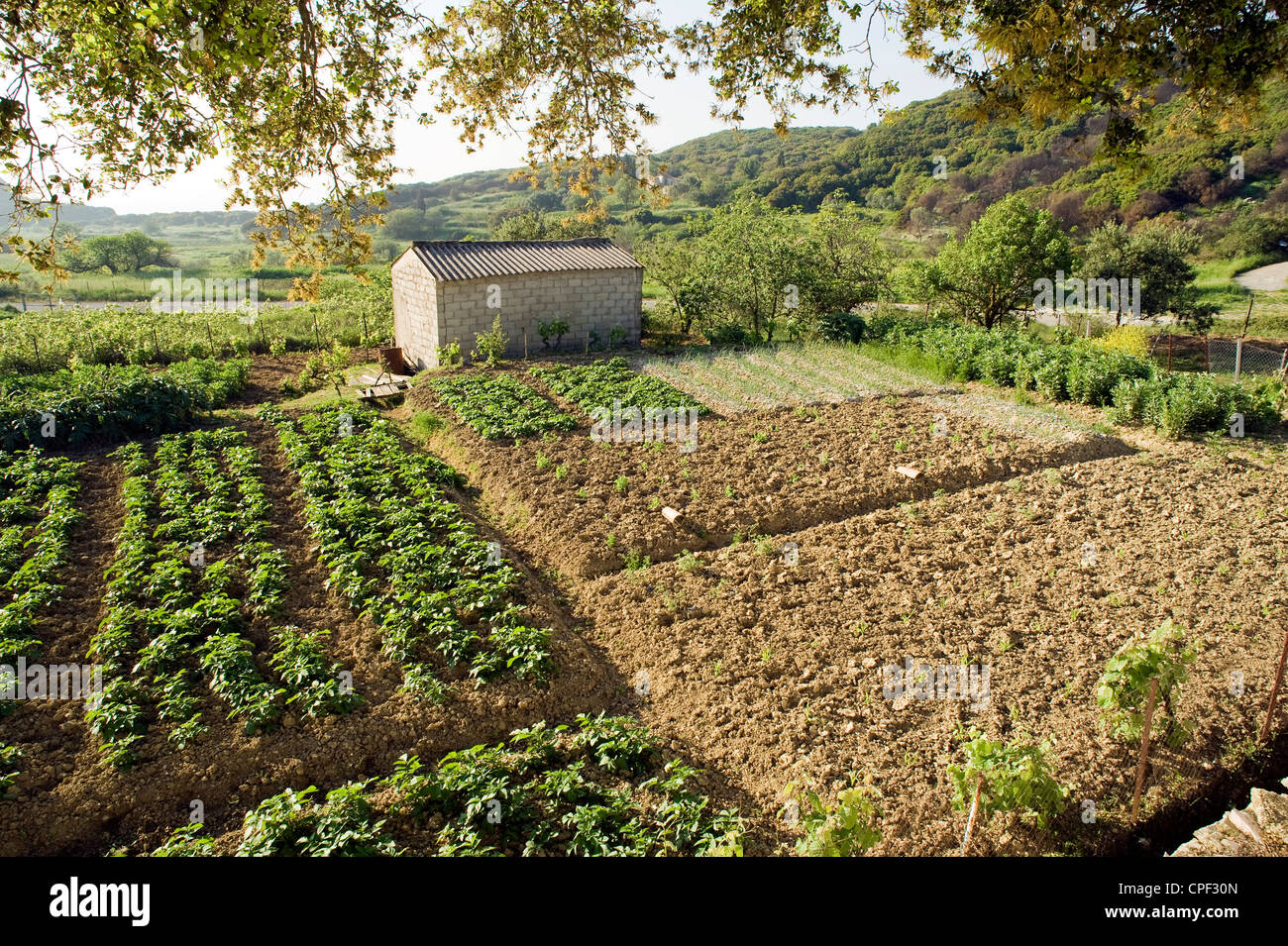 Small vegetable farm, Corfu Greece Stock Photo - Alamy