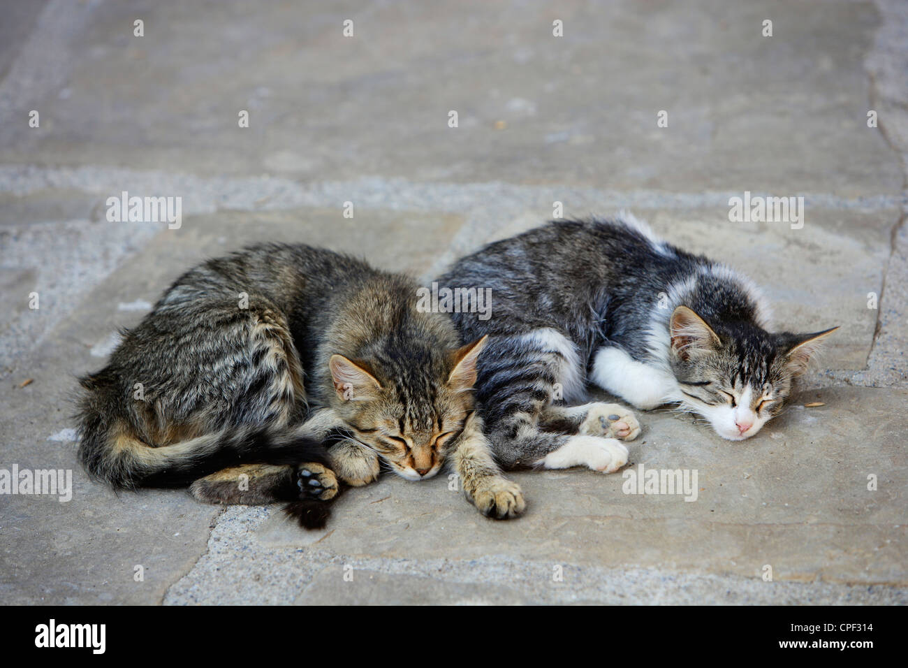 Cat cubs sleeping in San Lorien village, Sierra Ferrera, Pyrenees ...