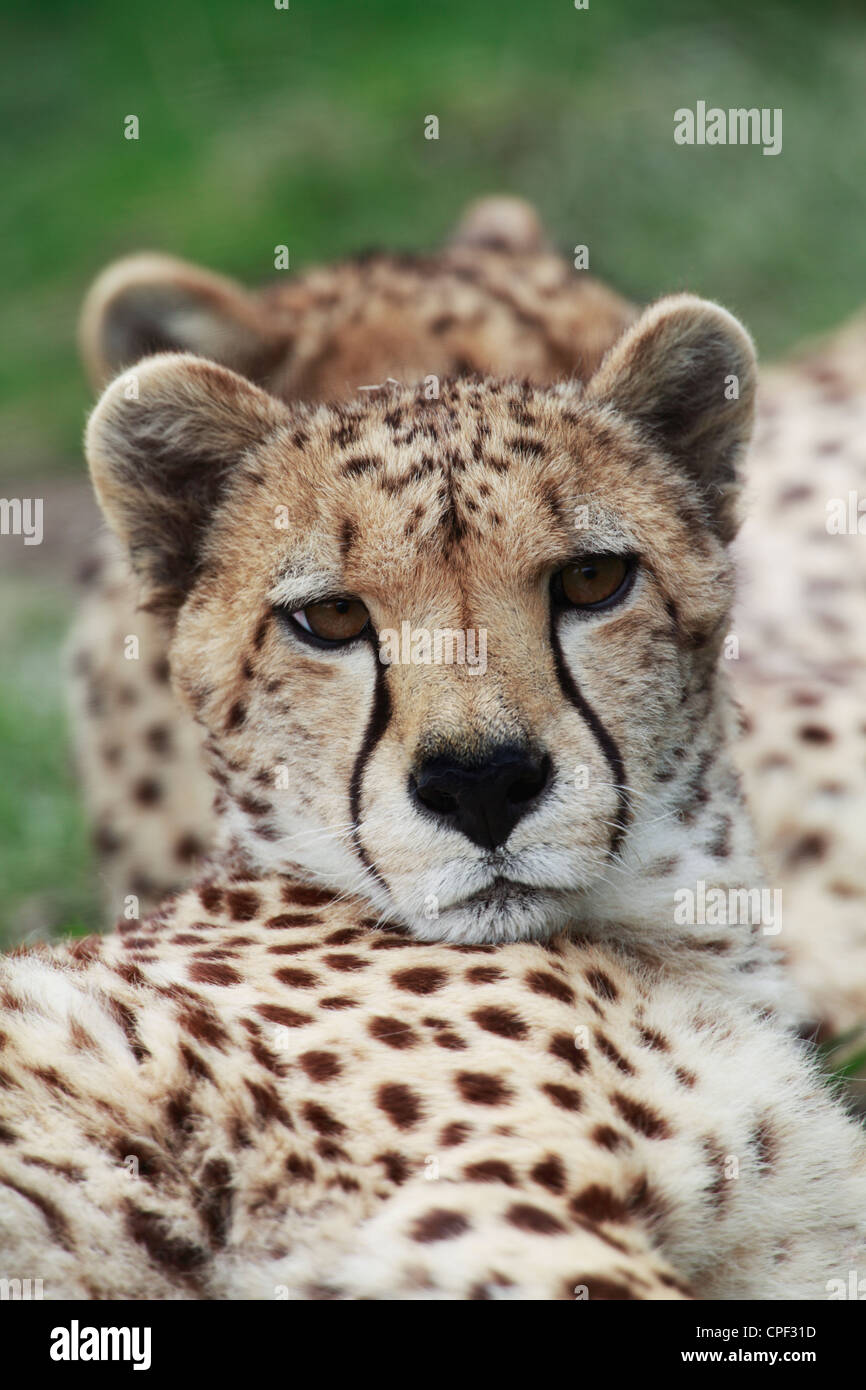 Cheetah (Acinonyx jubatus) is a large-sized feline, Felidae, subfamily ...