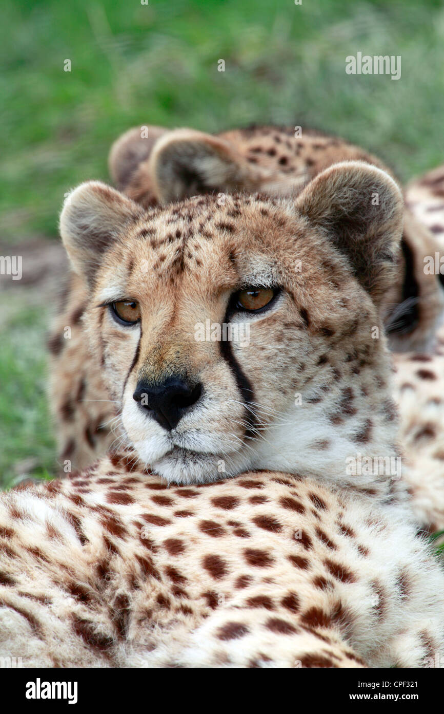 Subfamily felinae hi-res stock photography and images - Alamy