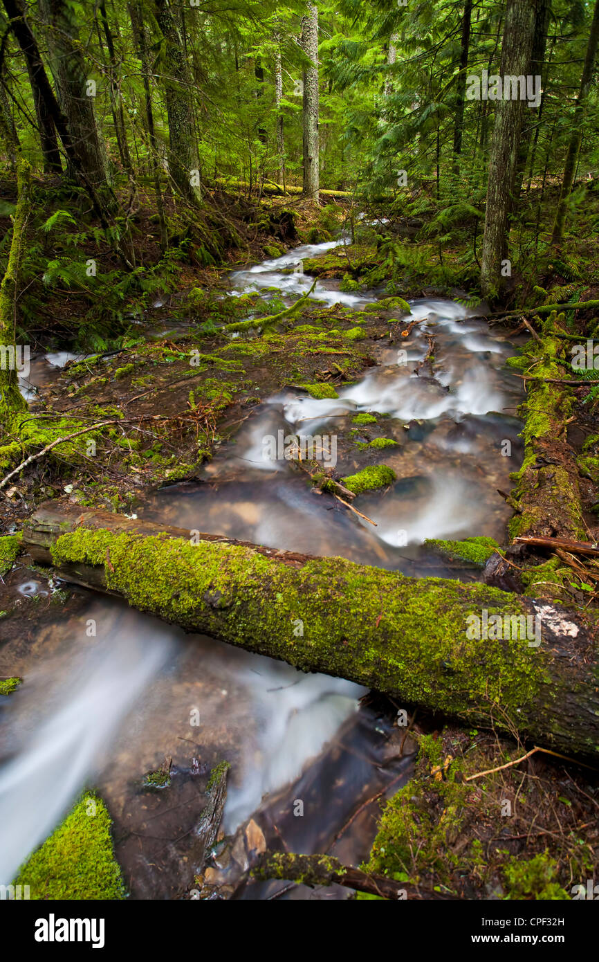 A swift flowing mountain stream winding through the forest Stock Photo ...
