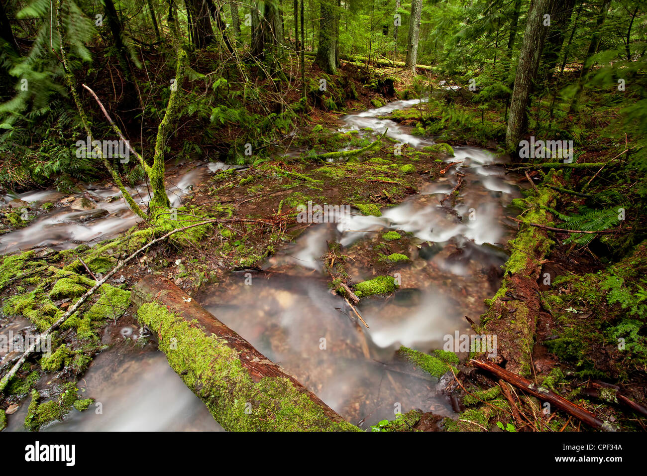 Clear stream rushing through forest hi-res stock photography and images ...