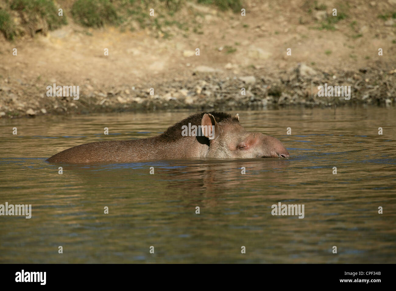Pig swimming hi-res stock photography and images - Alamy