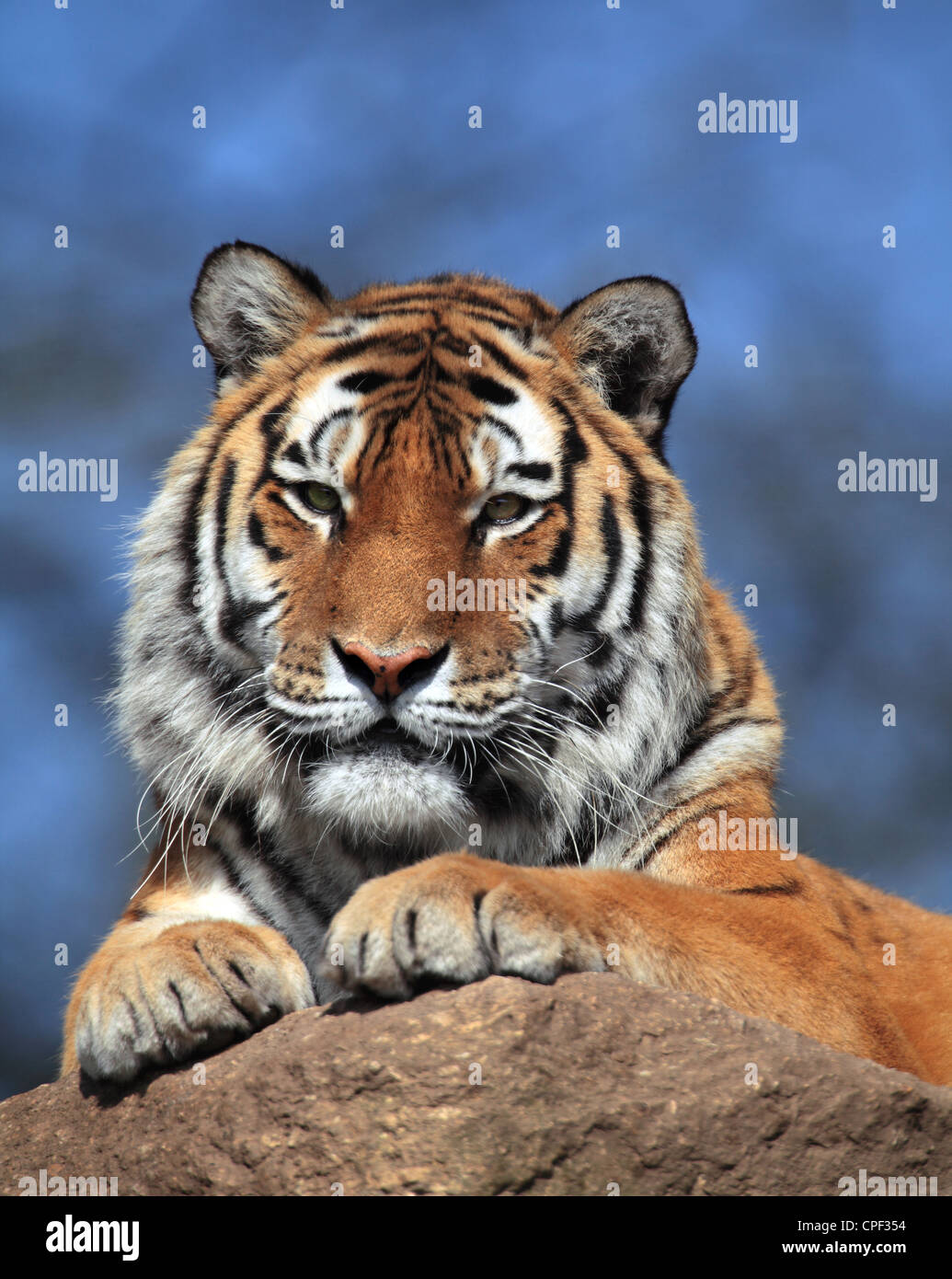 The tiger (Panthera Tigris) in close-up Stock Photo - Alamy