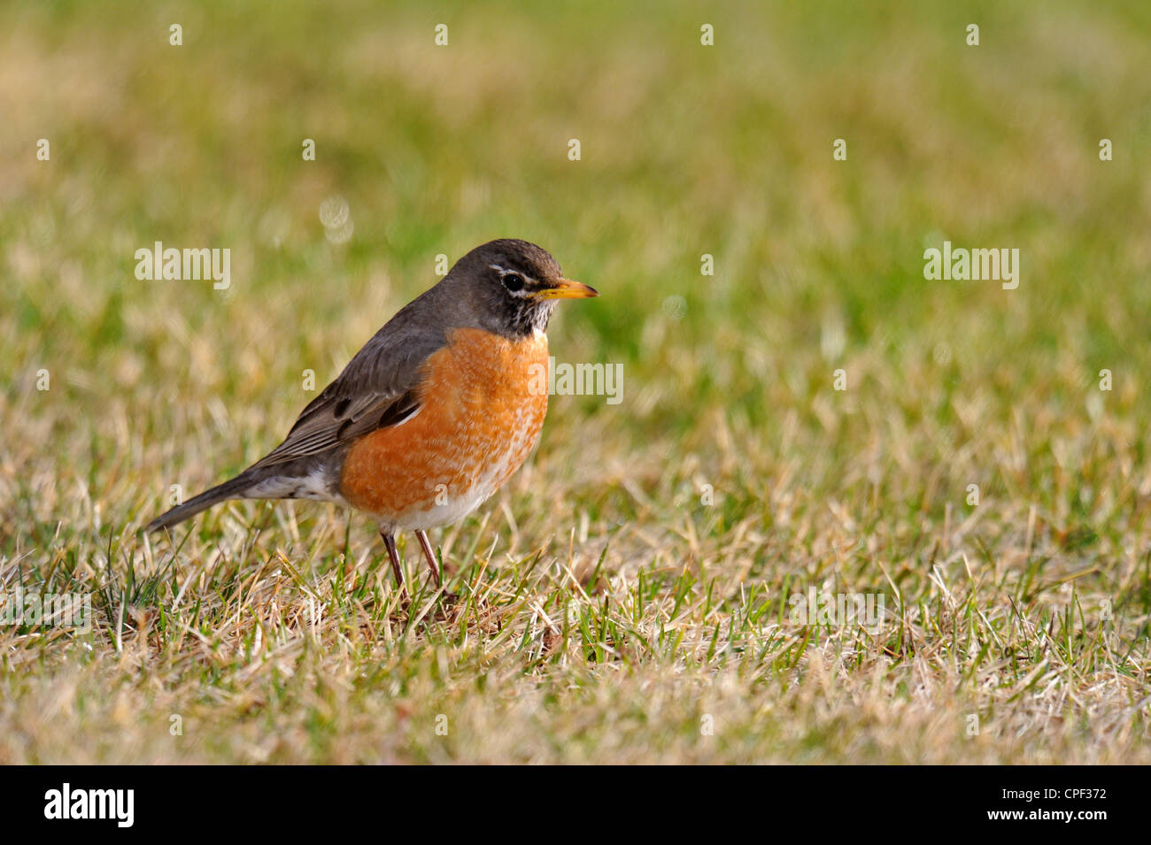 Canadian robin hi-res stock photography and images - Alamy