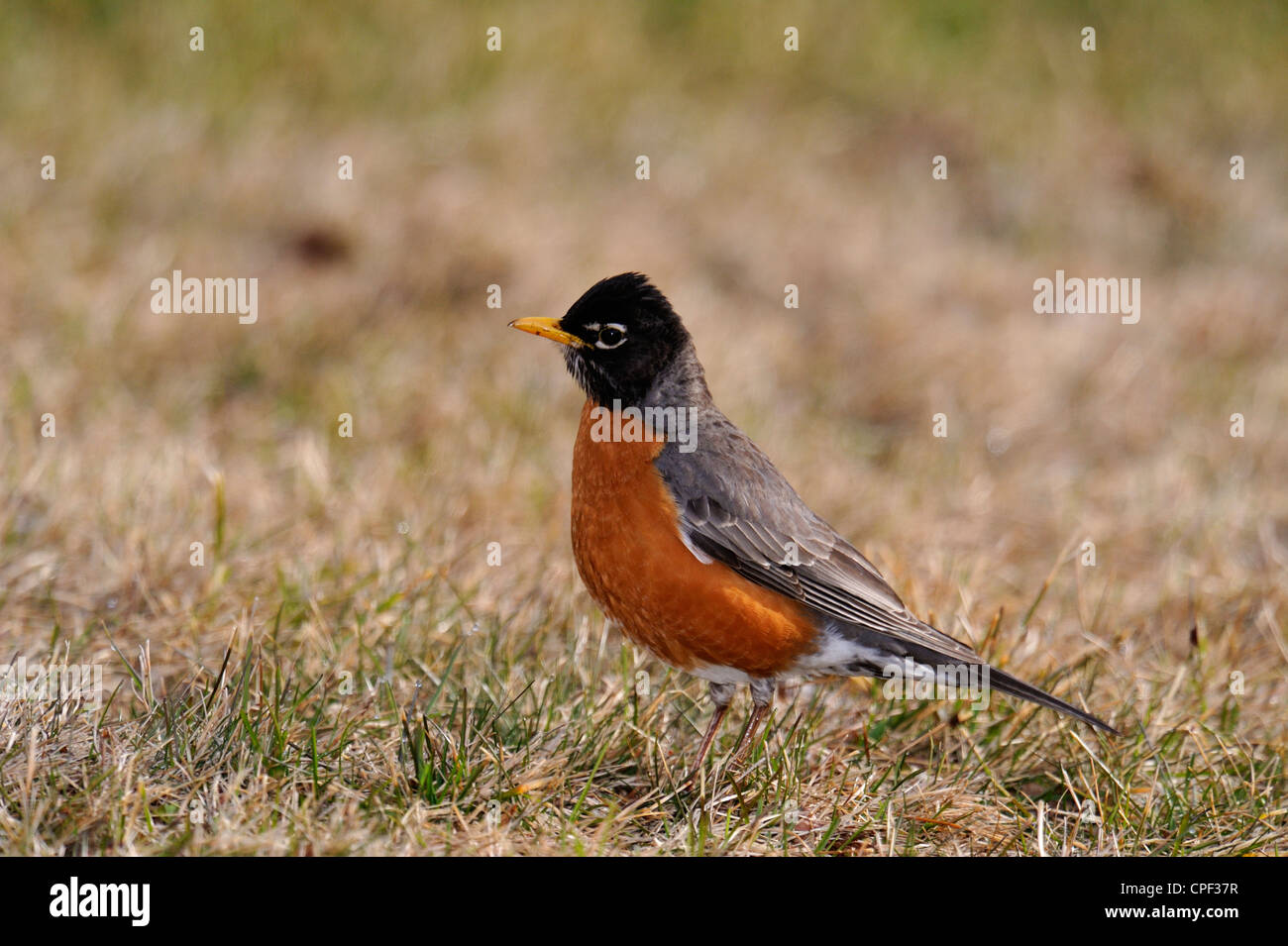 Canadian robin hi-res stock photography and images - Alamy
