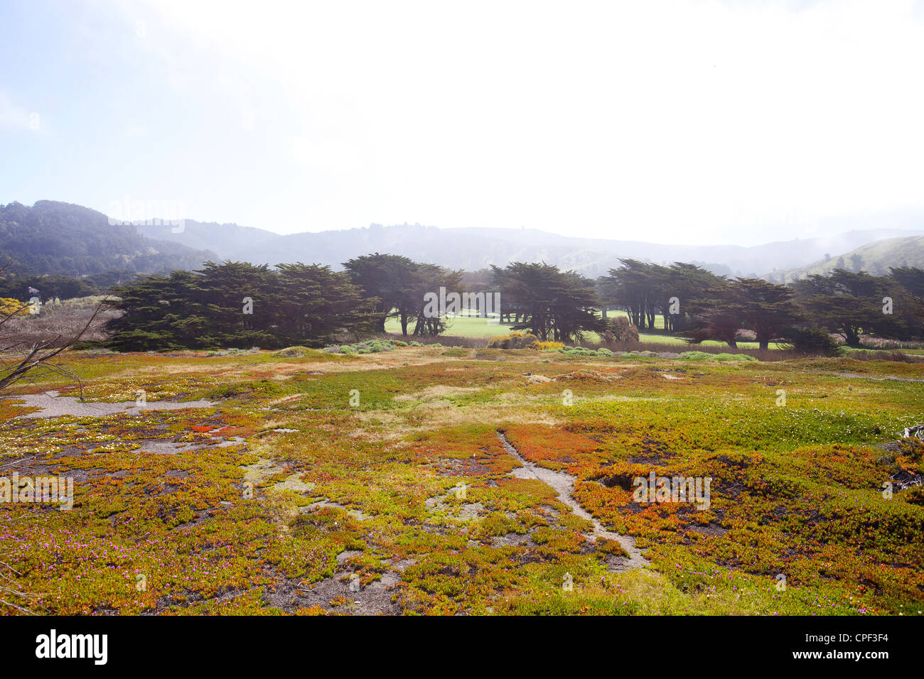 California trees hi-res stock photography and images - Alamy