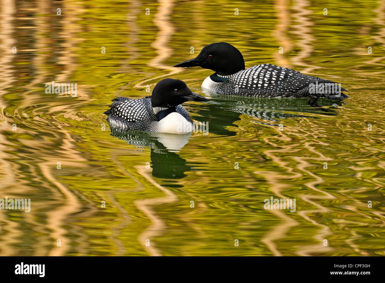 Common Loon Pair High Resolution Stock Photography and Images - Alamy