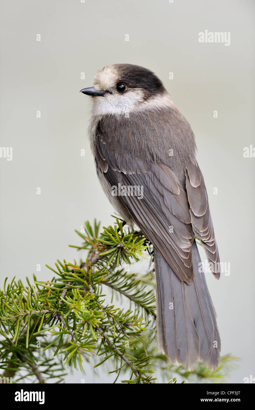 C canadensis hi-res stock photography and images - Alamy