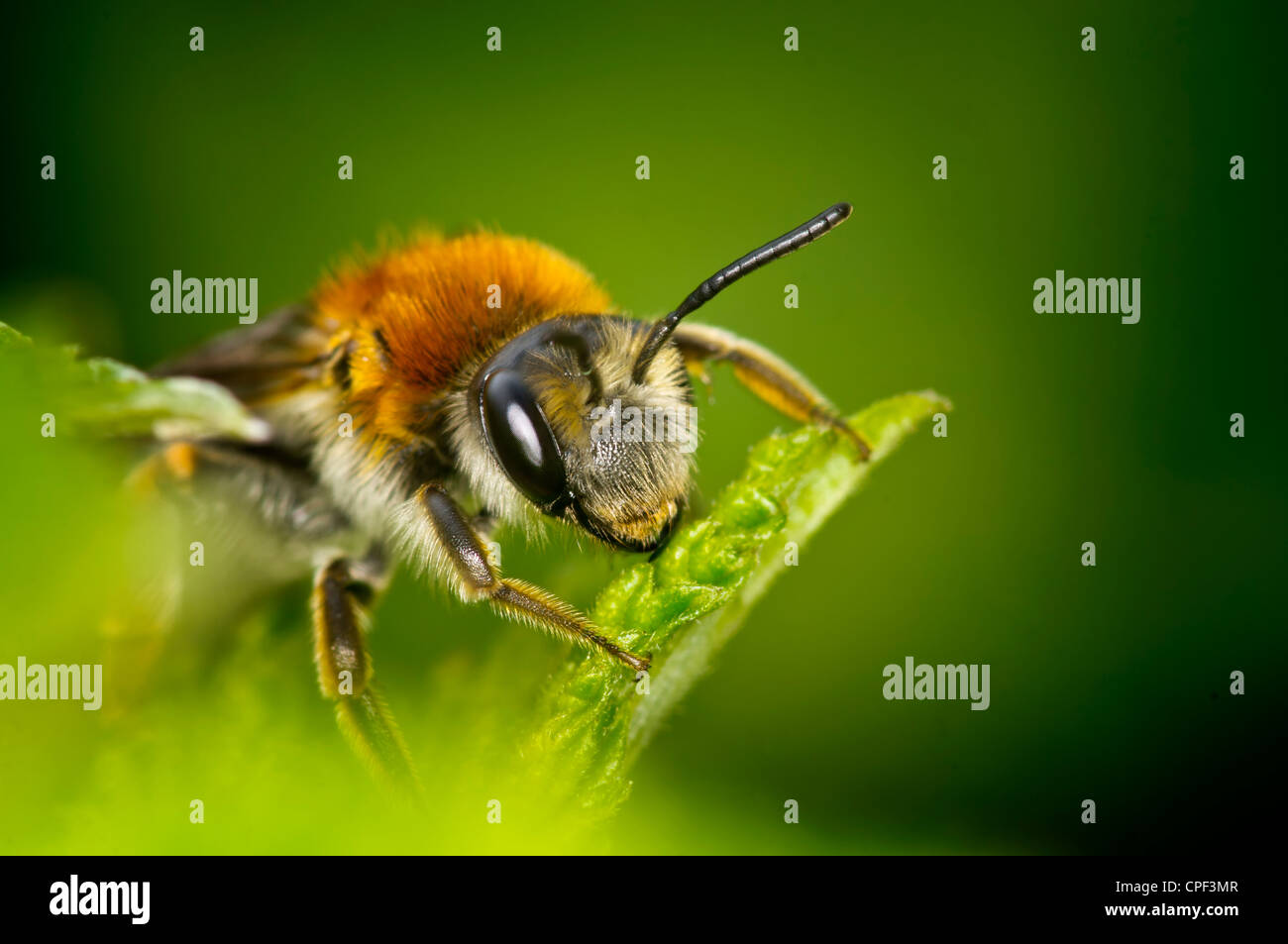 Close up bee eye hi-res stock photography and images - Alamy