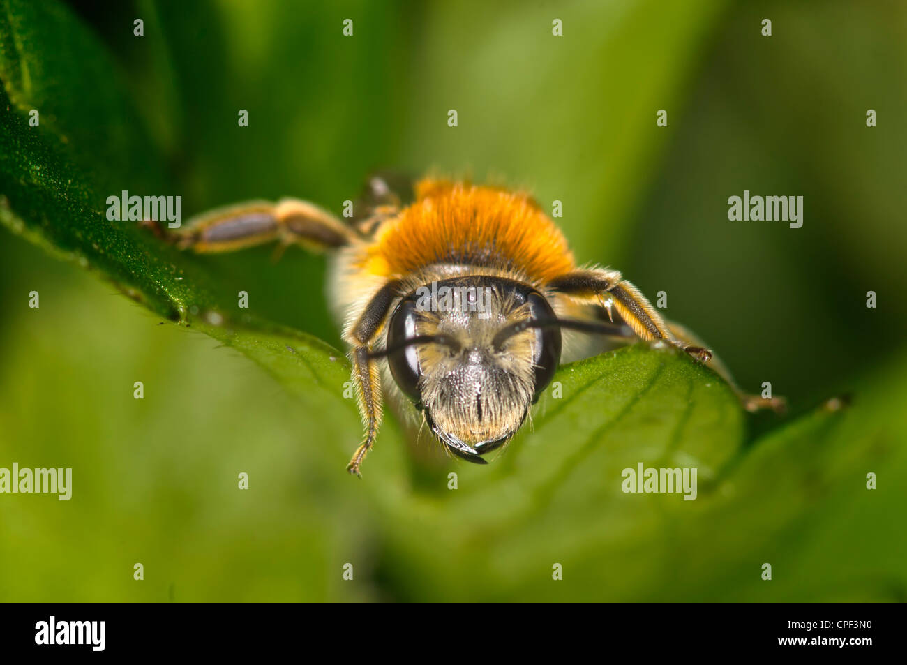 Macro bee eyes hi-res stock photography and images - Alamy