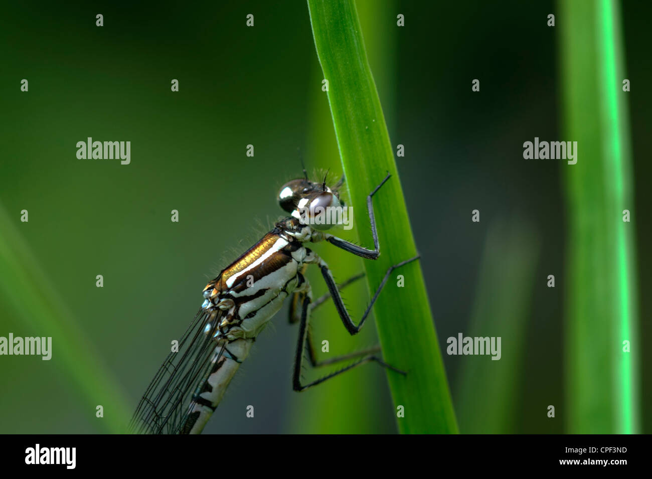 Azure damselfly - Coenagrion puella Stock Photo - Alamy