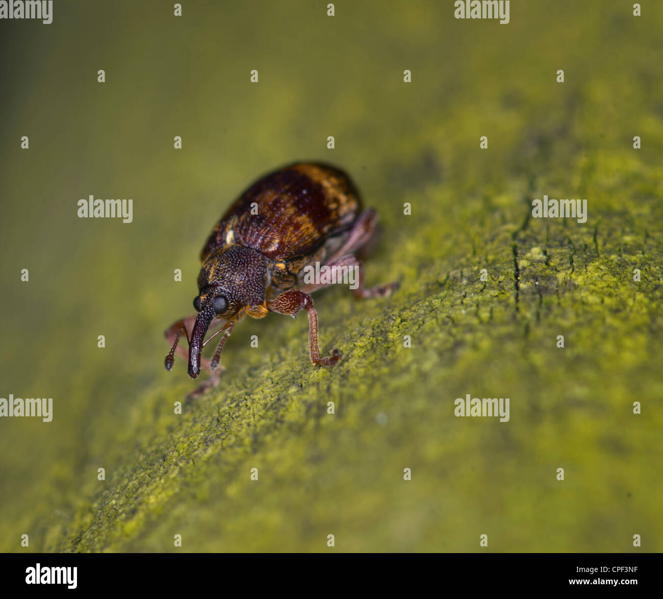 Close up view of a Weevil Stock Photo - Alamy