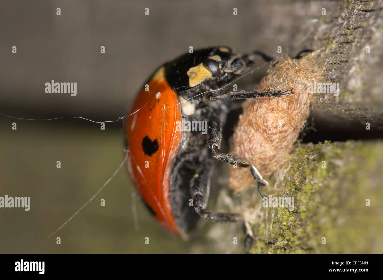 Wasp larvae ladybug hi-res stock photography and images - Alamy