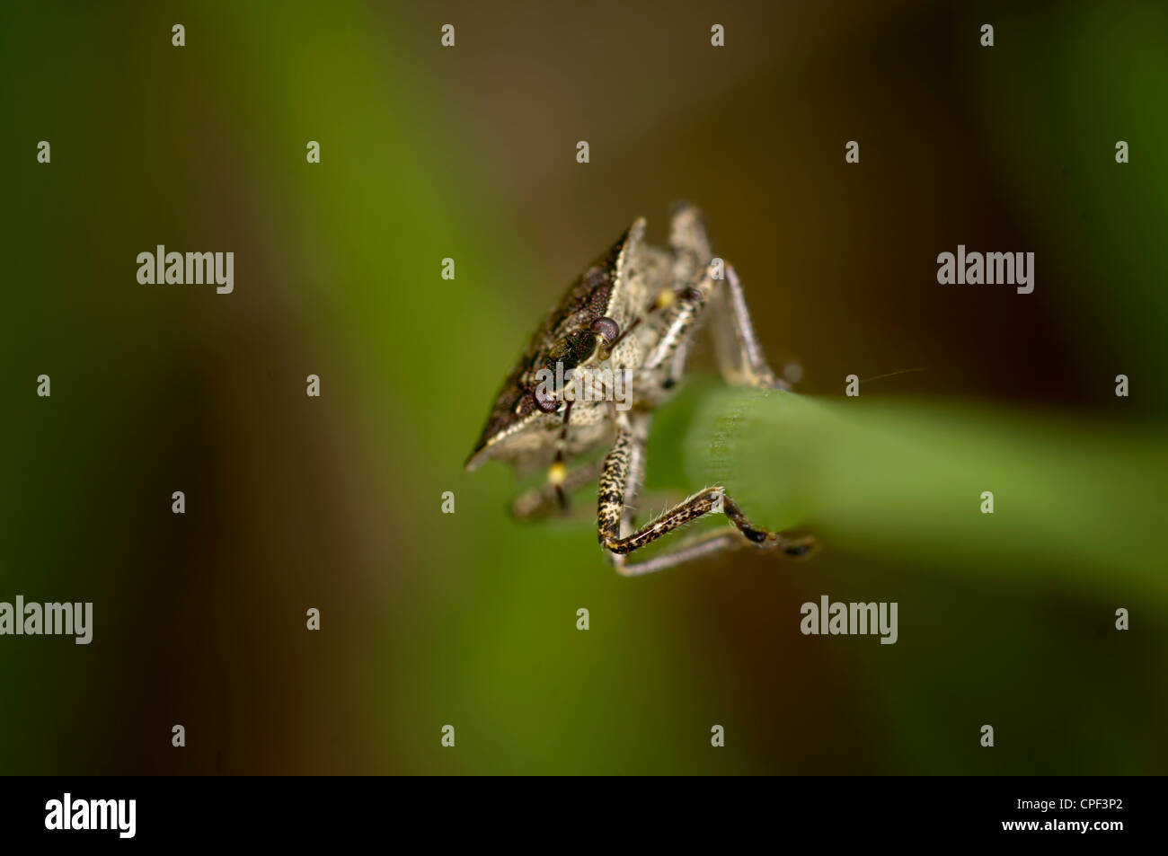 Stink Bug England High Resolution Stock Photography and Images - Alamy