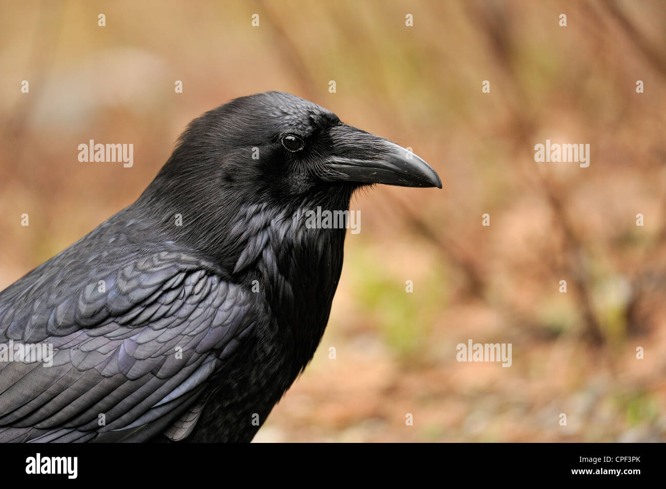 Common raven c corax hi-res stock photography and images - Alamy