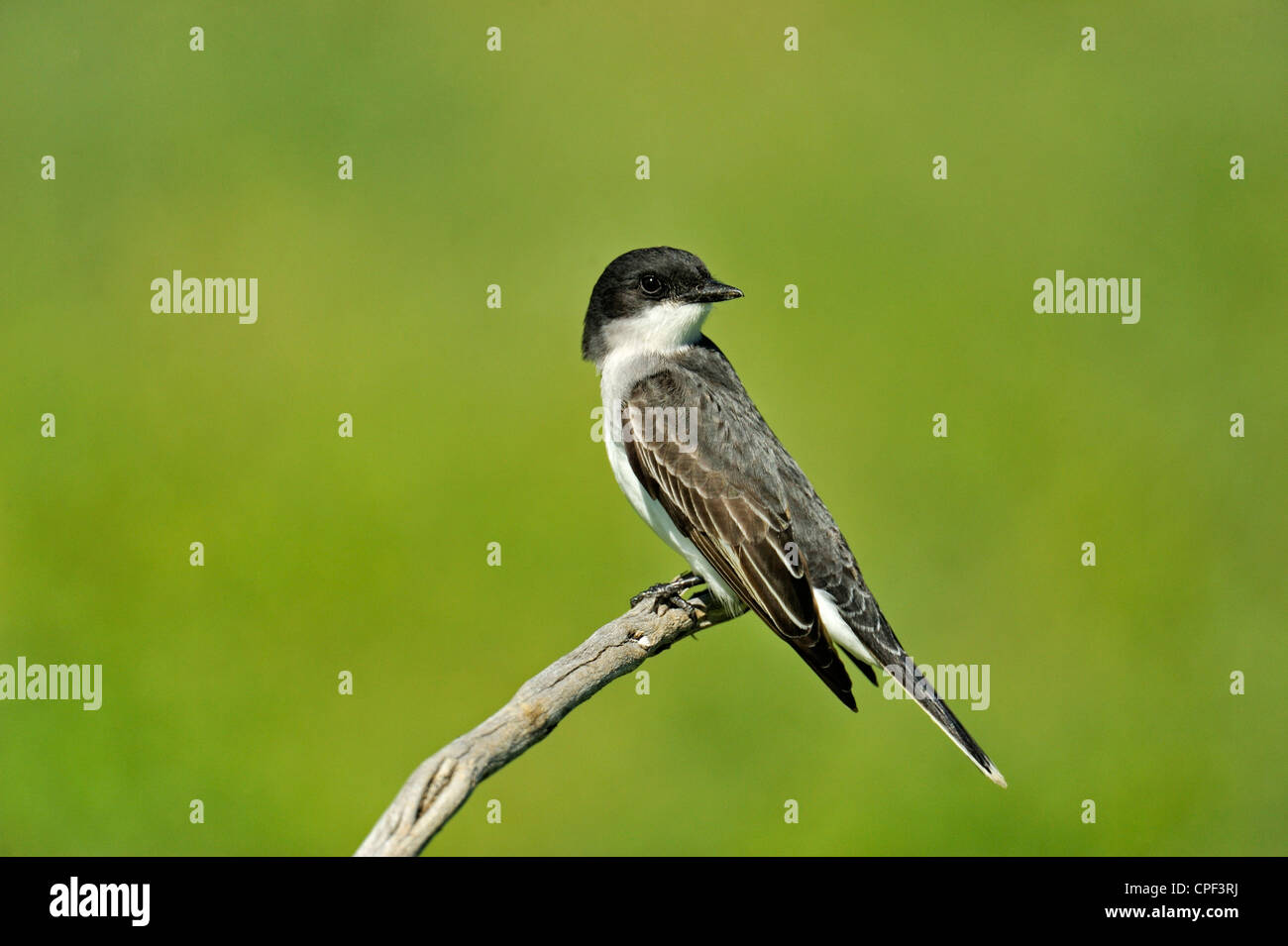 Theodore roosevelt national park bird hi-res stock photography and ...