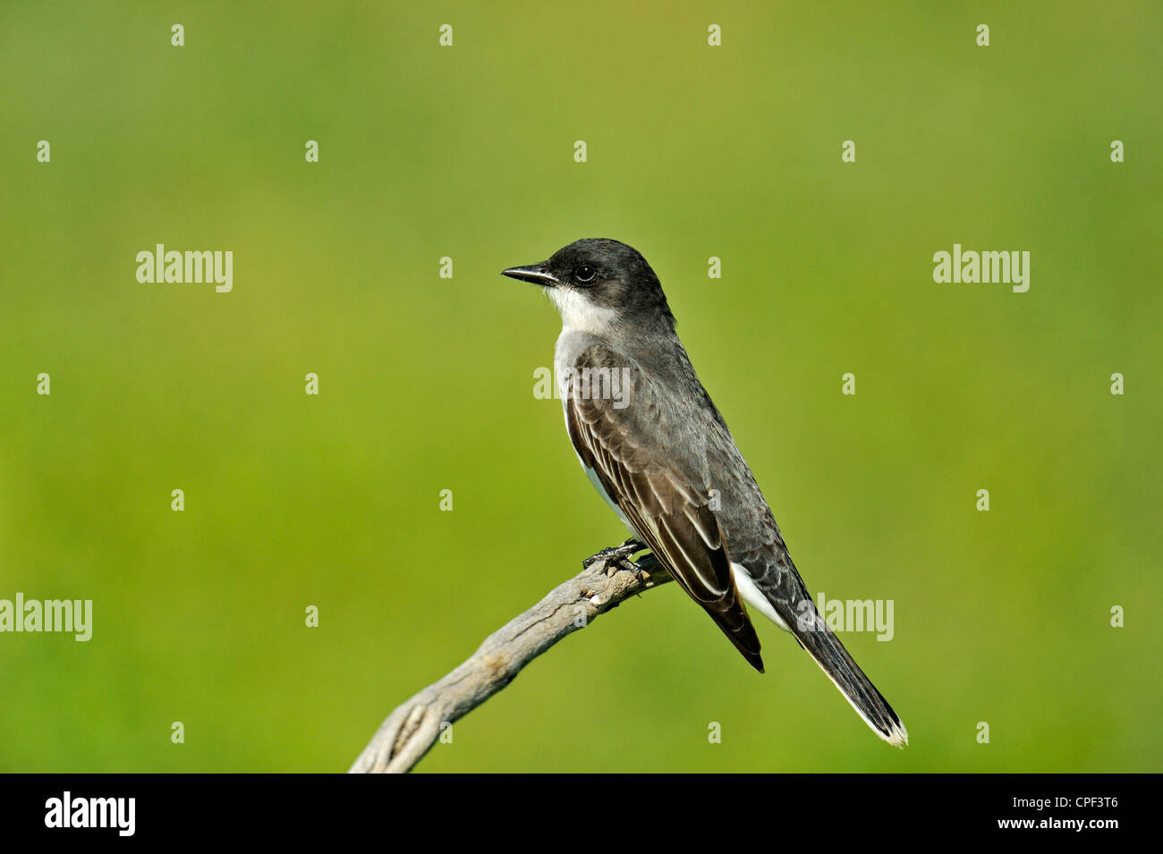 Theodore roosevelt national park bird hi-res stock photography and ...