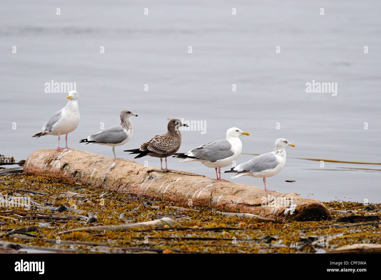 Glaucous Gull (Larus hyperboreus), Inside Pasage, Vancouver Is, British ...