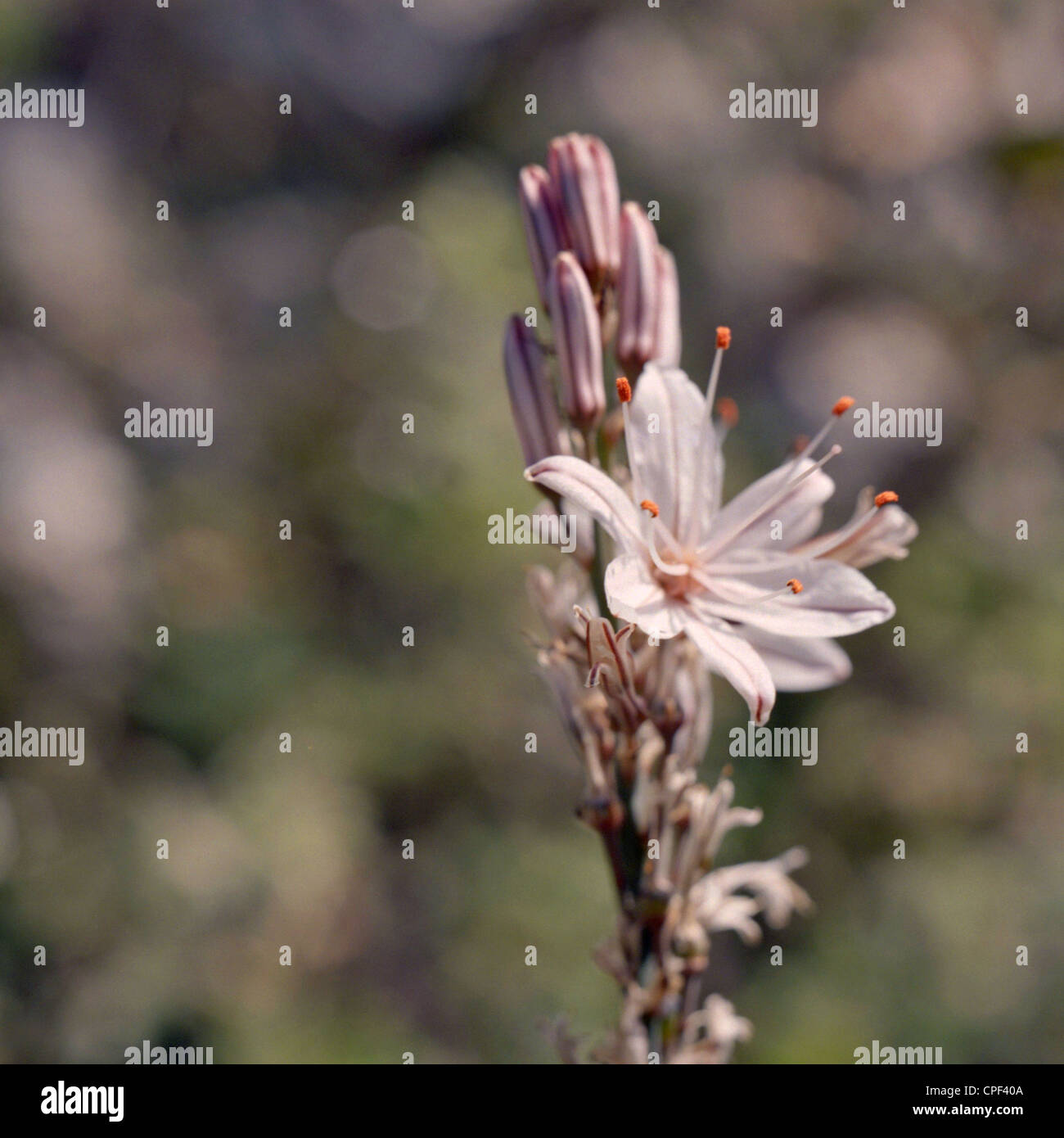 Asphodel greece High Resolution Stock Photography and Images - Alamy