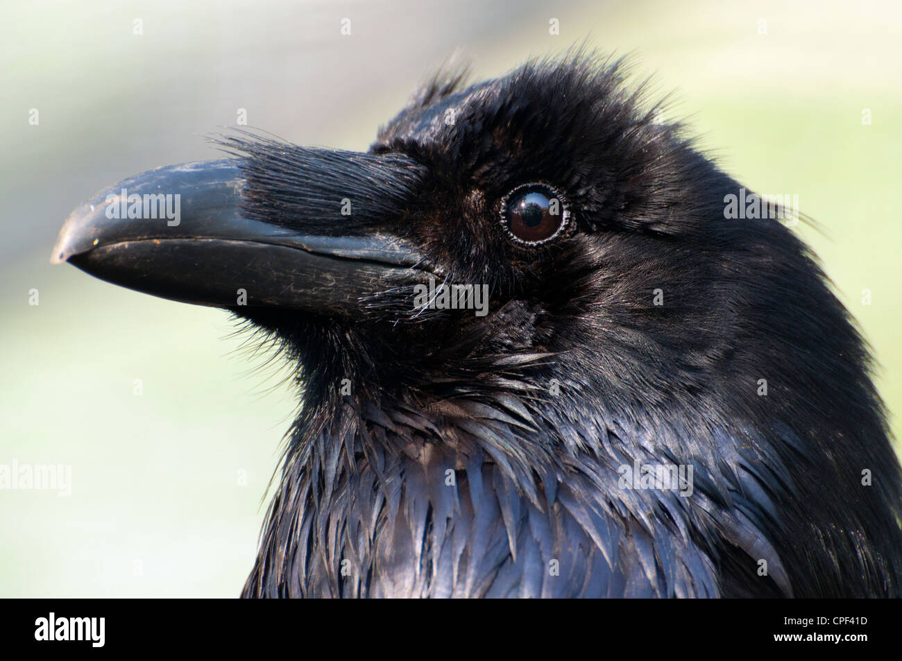 Close-up of a Common Raven Stock Photo - Alamy