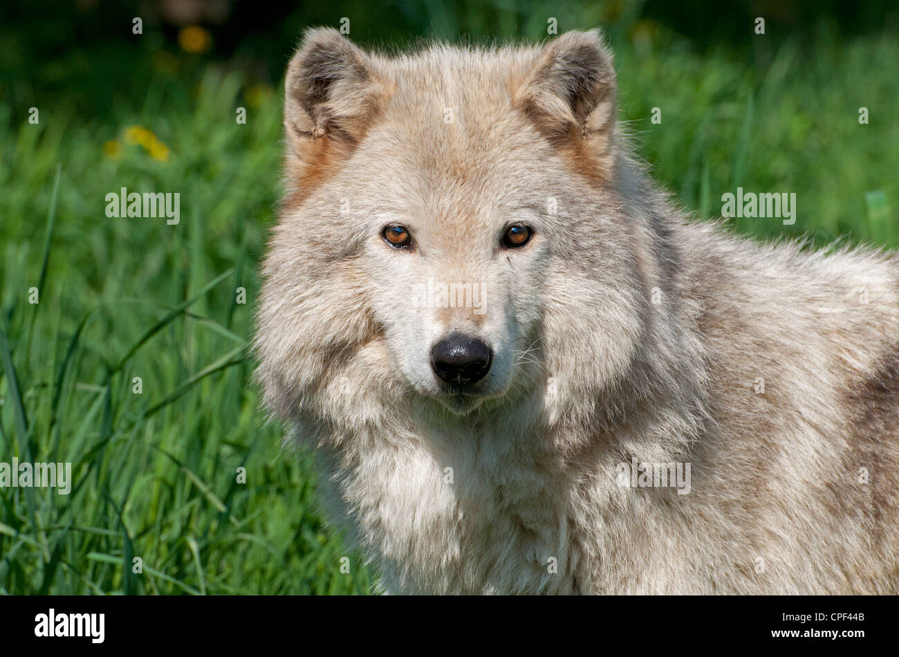 Close-up of a Timber Wolf Stock Photo - Alamy
