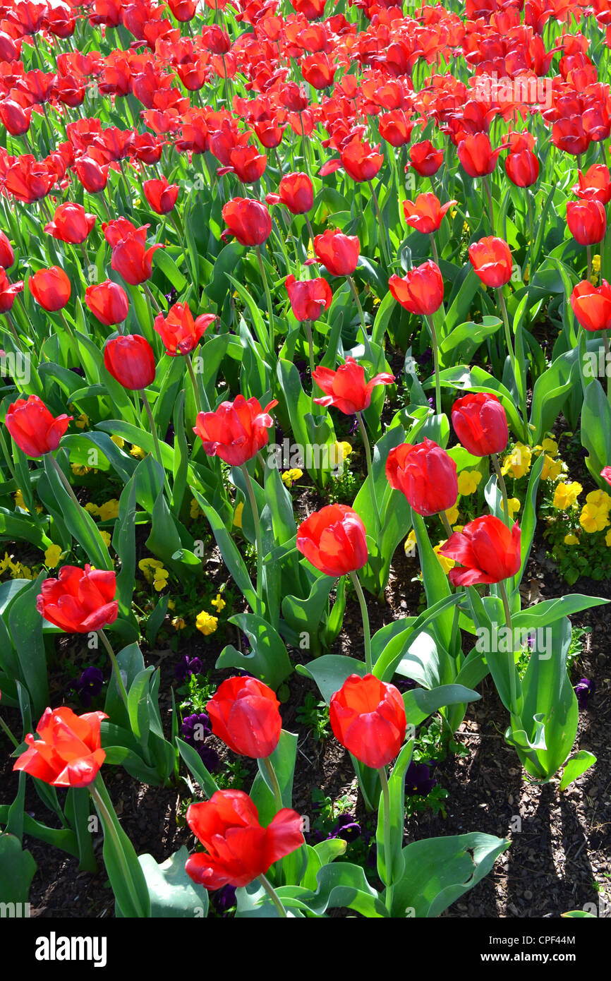 Red Tulip Garden Stock Photo - Alamy