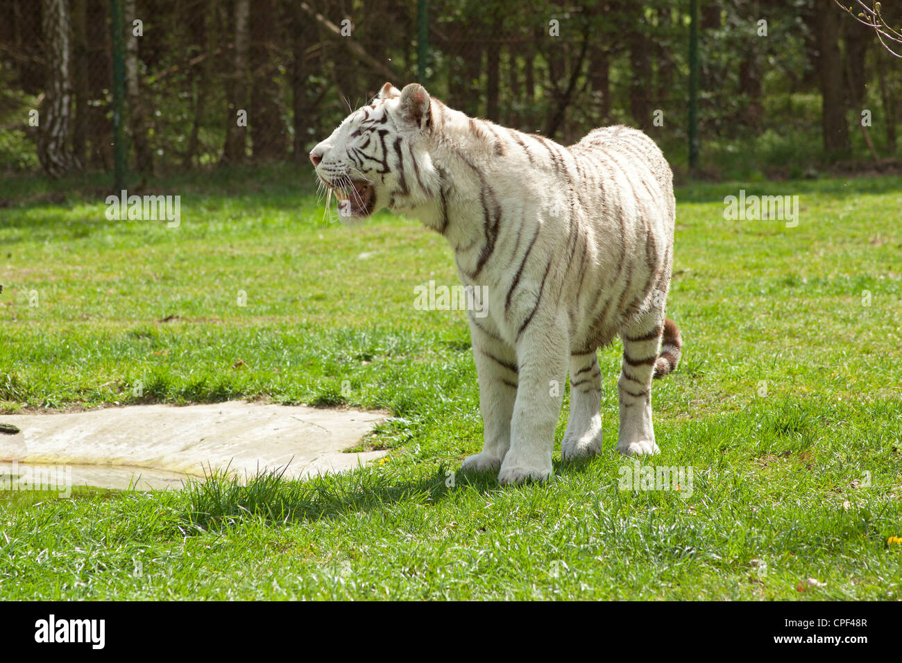 white tiger (Panthera tigris tigris), Serengeti Park, Hodenhagen, Lower ...