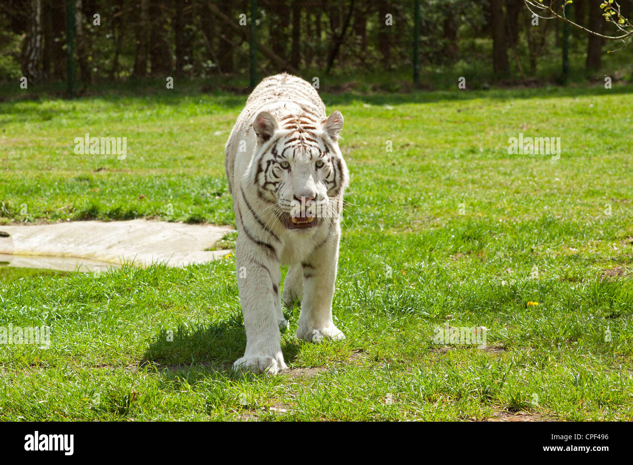 white tiger (Panthera tigris tigris), Serengeti Park, Hodenhagen, Lower ...