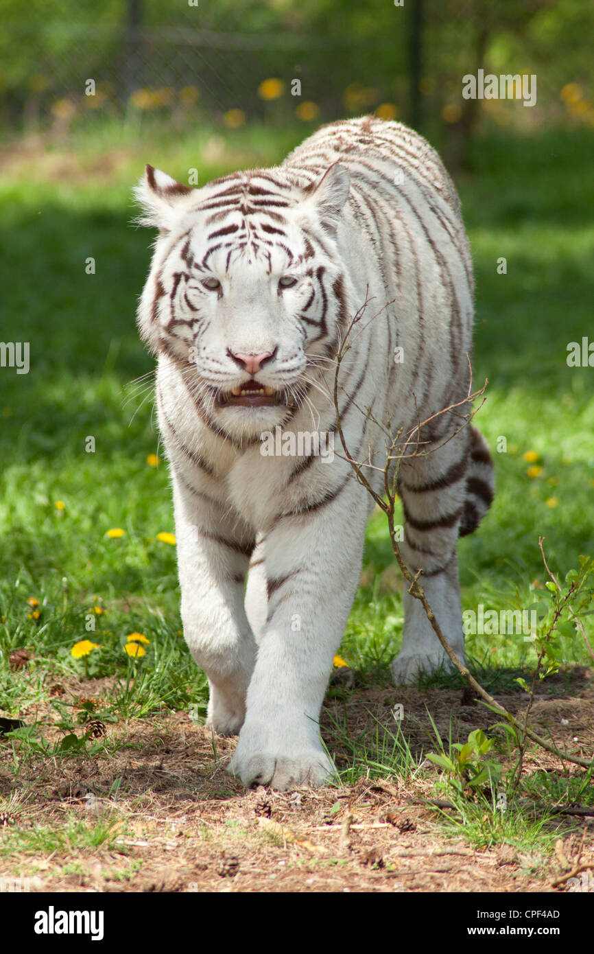 white tiger (Panthera tigris tigris), Serengeti Park, Hodenhagen, Lower ...