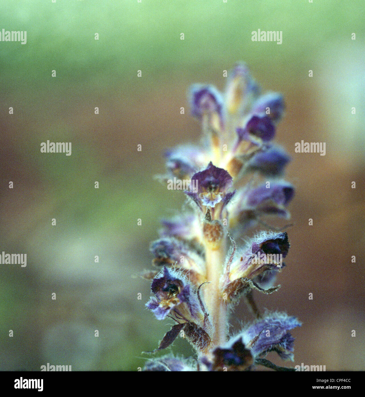 Broomrape sp hi-res stock photography and images - Alamy