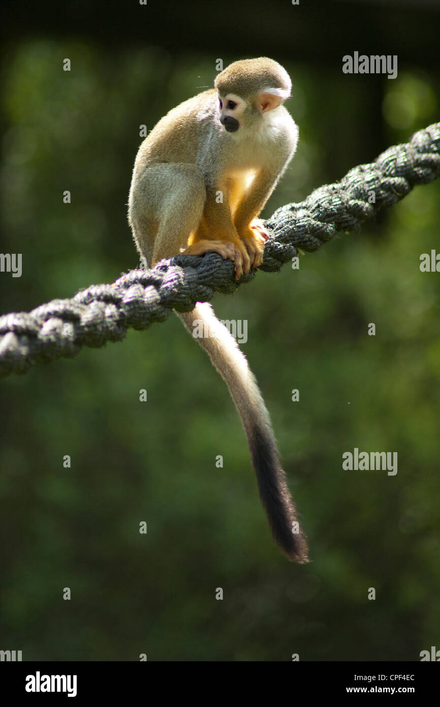 common squirrel monkey (Saimiri sciureus), Serengeti Park, Hodenhagen ...