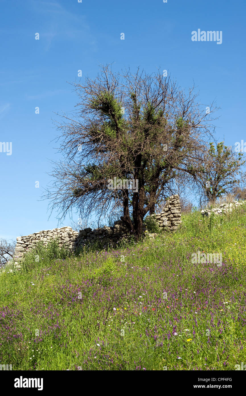 Greece spring flowers hi-res stock photography and images - Alamy