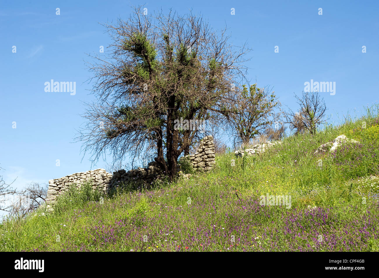 Spring flowers, Corfu, Greece Stock Photo - Alamy