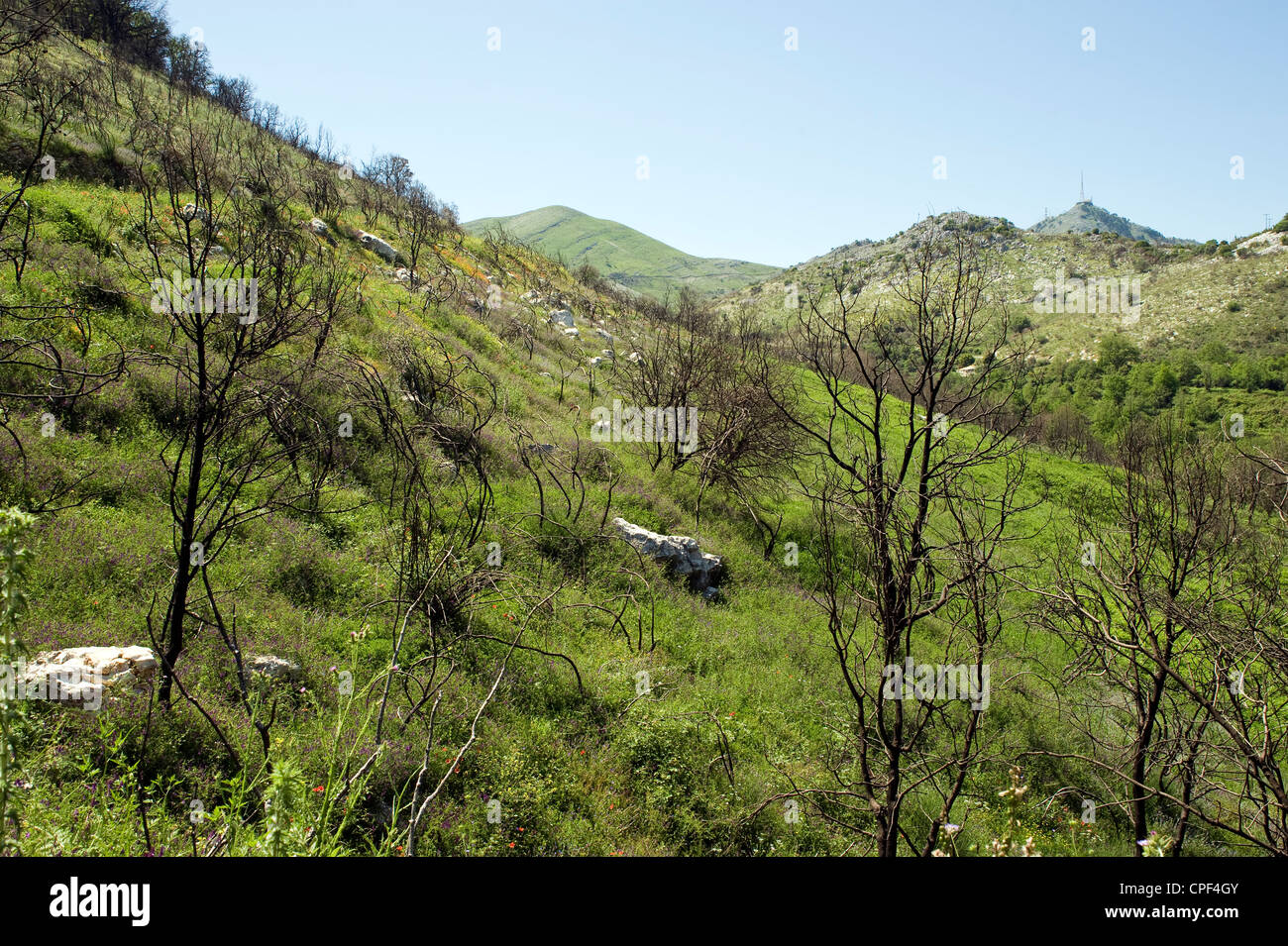 Hillside with burnt olive trees, Corfu, Greece Stock Photo - Alamy