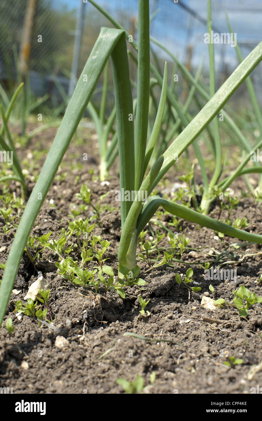 Onion plant surrounded by weeds Stock Photo - Alamy
