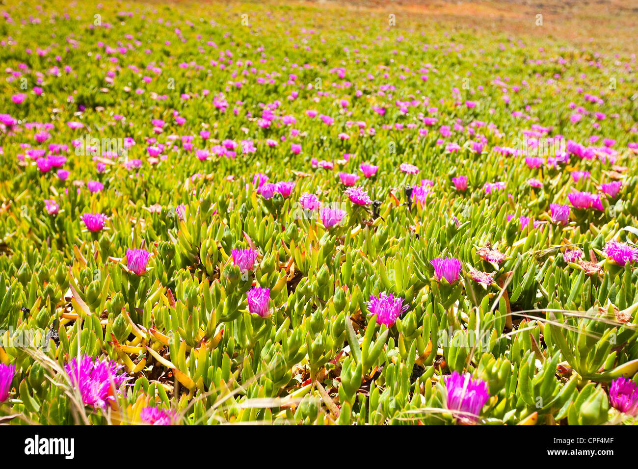 Ice plant flowers in meadow hi-res stock photography and images - Alamy