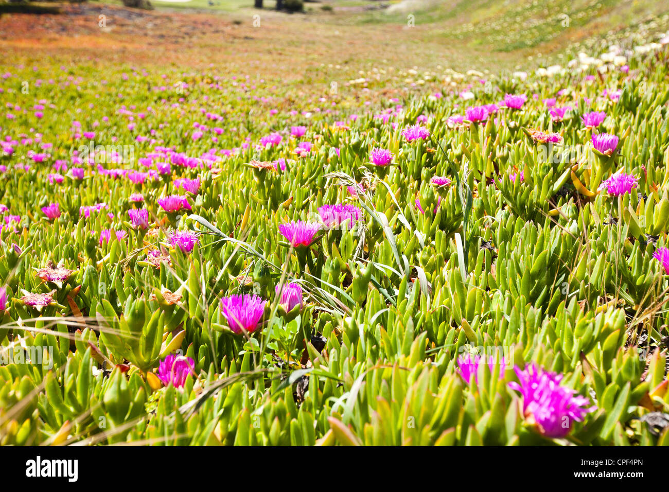Ice Plant field Stock Photo - Alamy