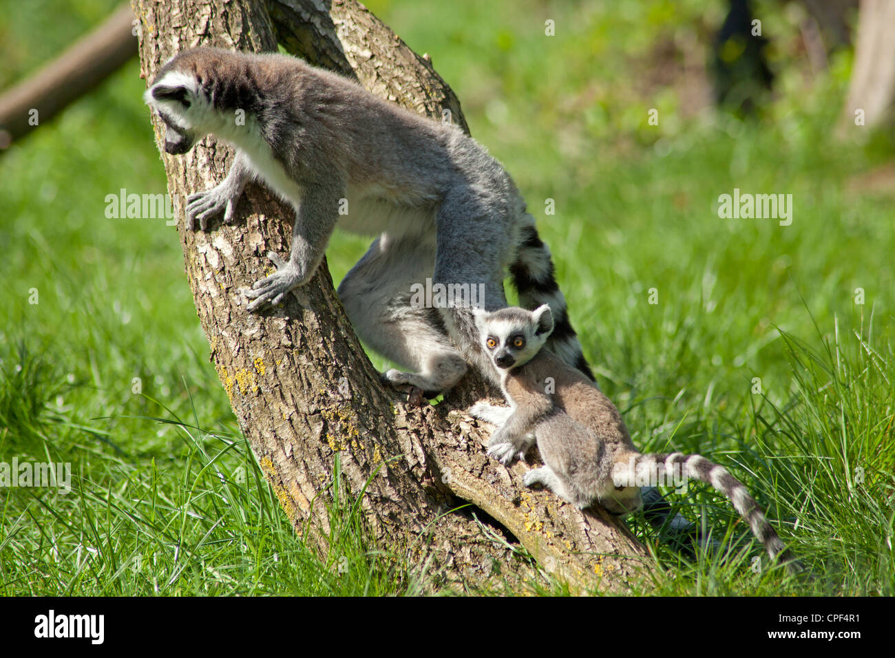 Lemur catta cub hi-res stock photography and images - Alamy