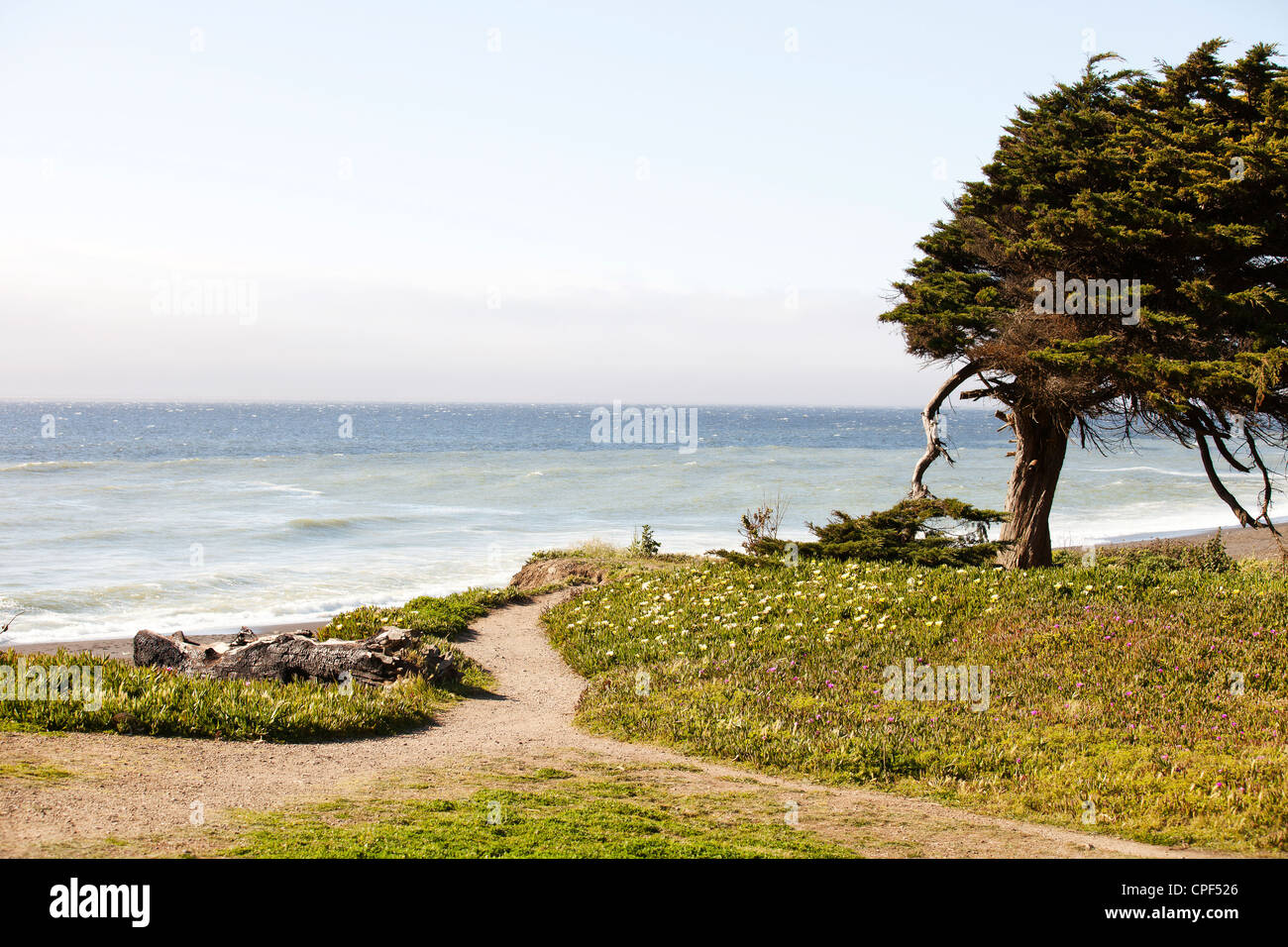 Path beach tree hi-res stock photography and images - Alamy
