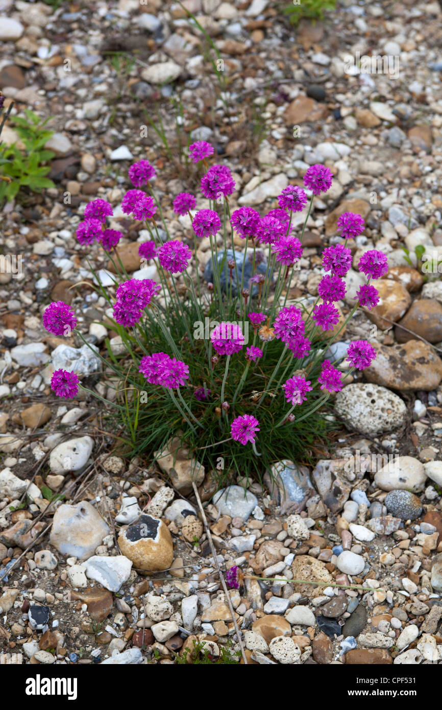 Plants growing seaside beach hi-res stock photography and images - Alamy