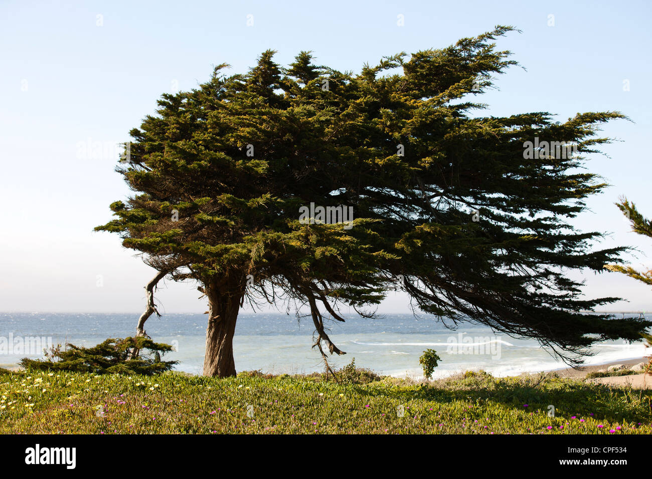 Cypress tree hi-res stock photography and images - Alamy