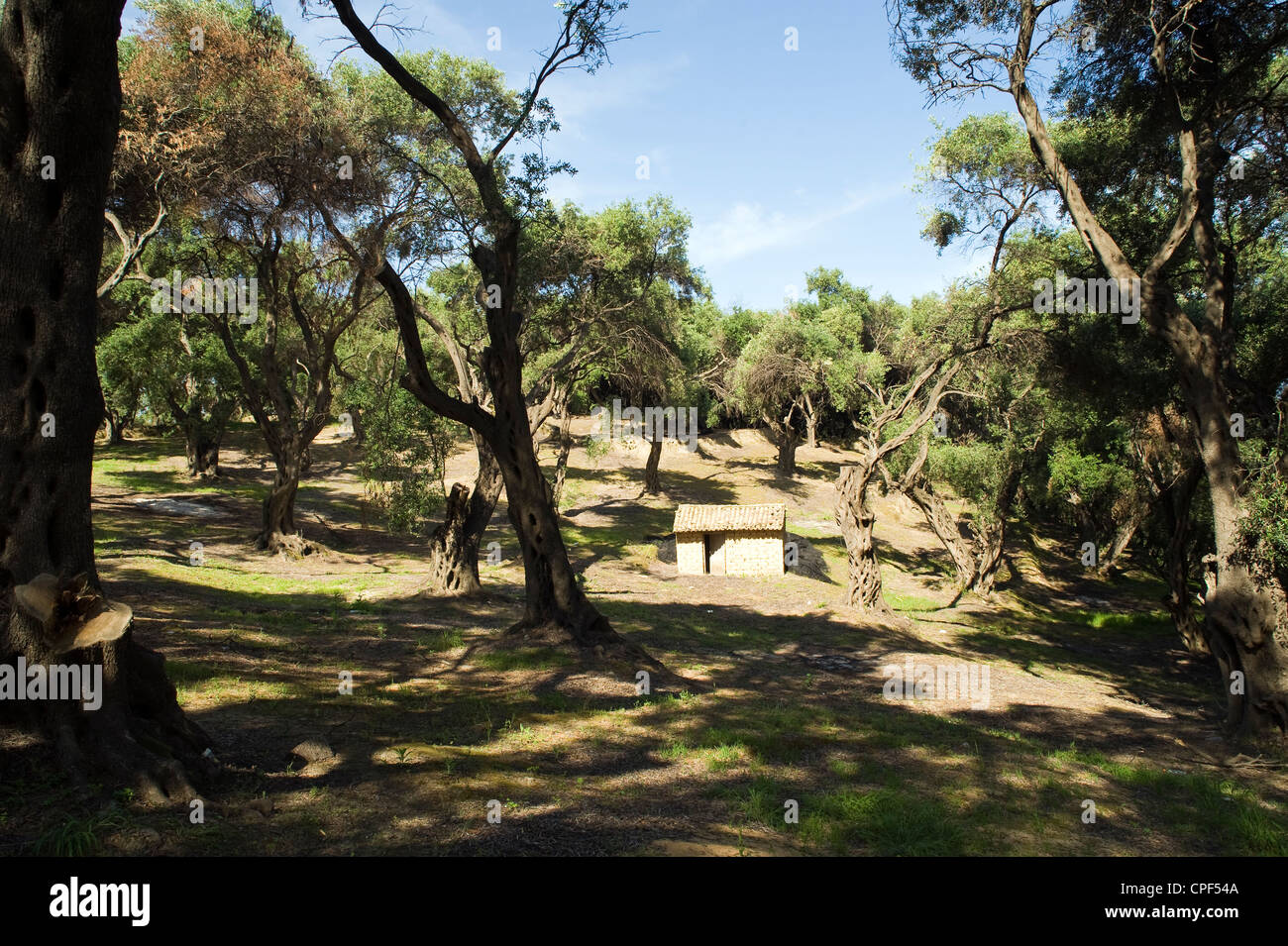 Old olive trees, Corfu Greece Stock Photo - Alamy